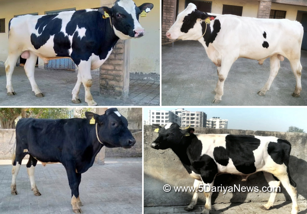 Punjab Gets 4 Holstein Friesian Elite Breed Bulls Imported From Germany