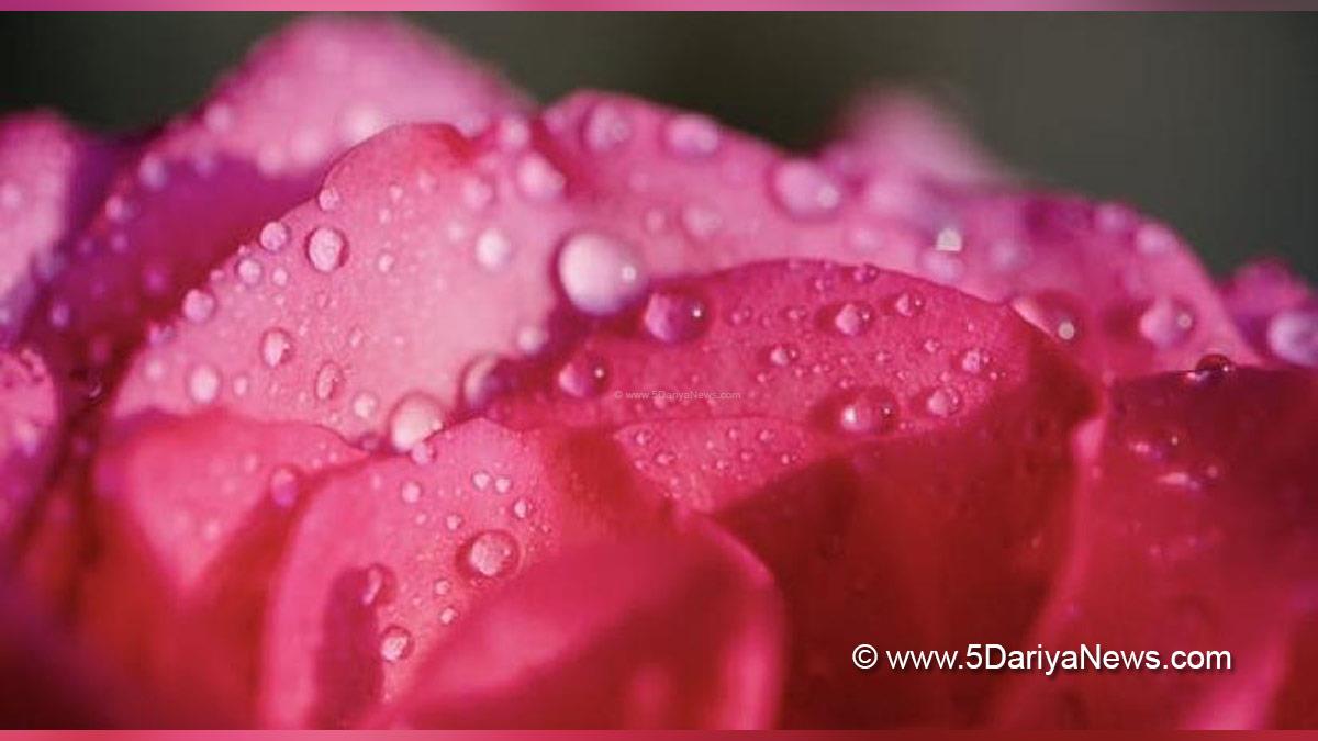 5 ways to use rose water for skin